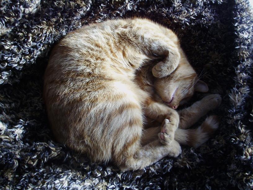 Moonlight and Hares: November 2011