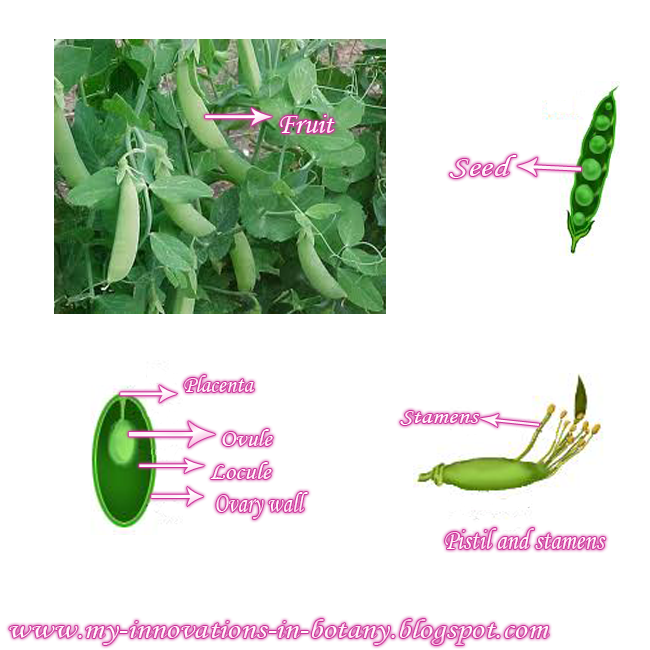 Botany-mother of life: Papilionaceae