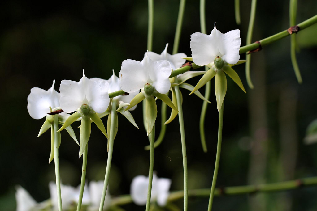 Angraecum longicalcar orchid plant care and culture | Travaldo's blog