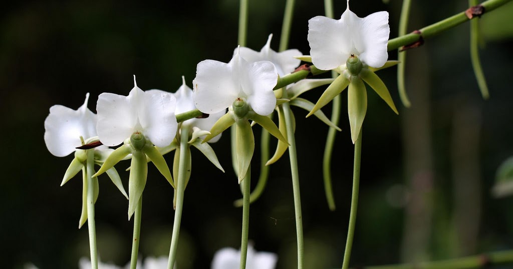 Angraecum longicalcar orchid plant care and culture | Travaldo's blog