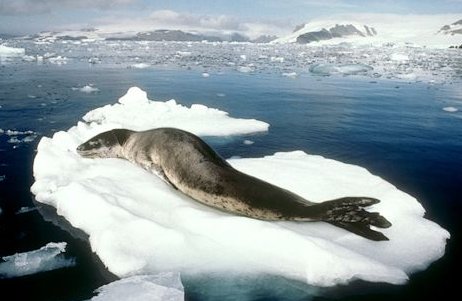 Foca-Leopardo | Características Gerais da Foca-Leopardo