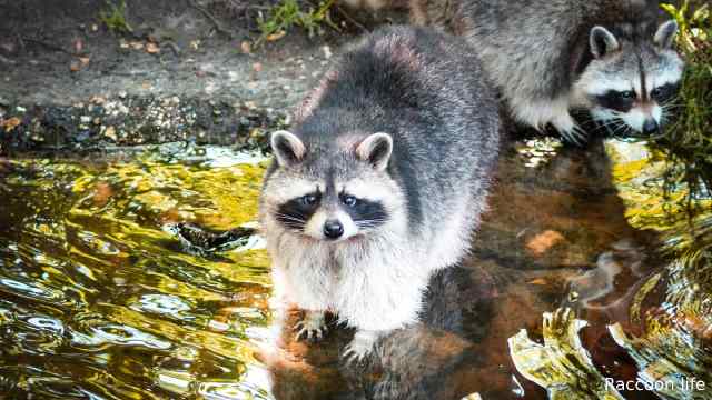 Raccoon Tracks | How You Can Track A Wild Raccoon?