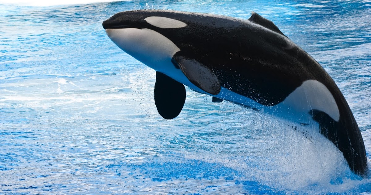 Largest Dolphin in the world - World Unbelievable News