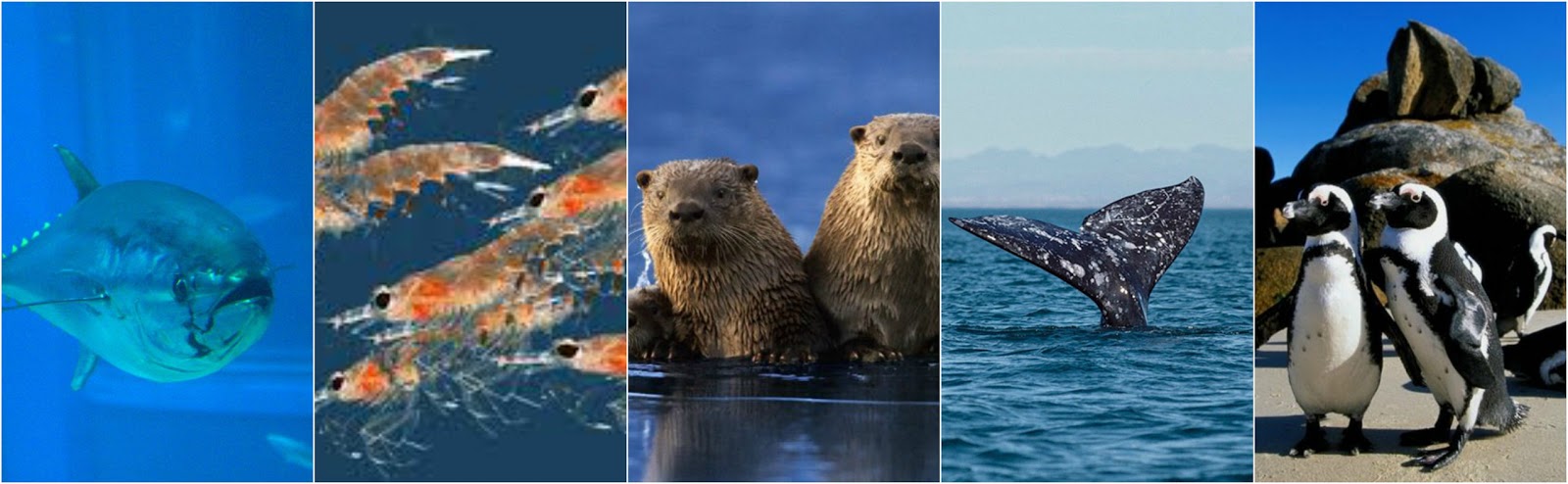 Vida Marina : Los 5 animales marinos en peligro de extinción