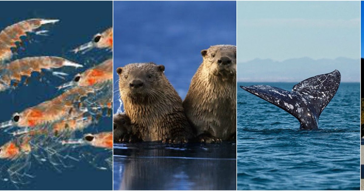 Vida Marina : Los 5 animales marinos en peligro de extinción