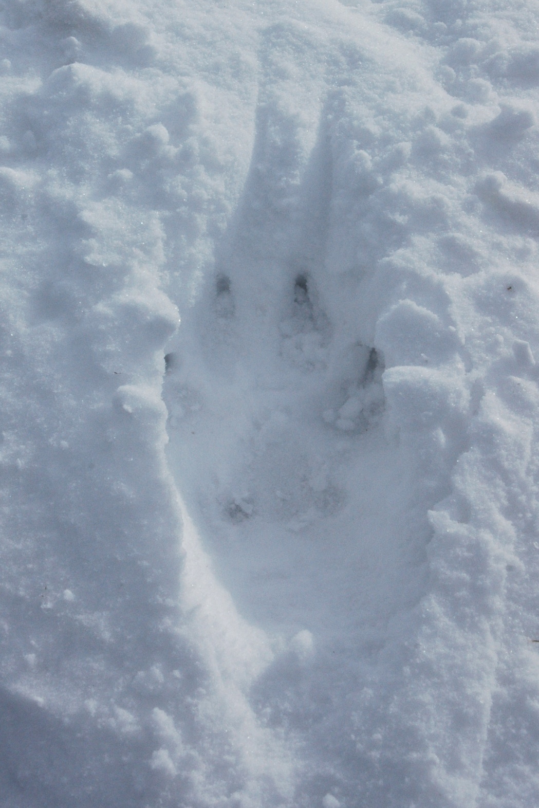 Backyard Beasts: Yellowstone in Winter