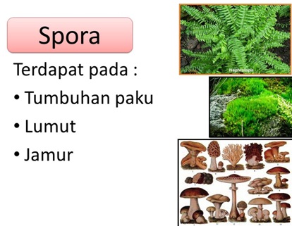 Pengertian dan Jenis-jenis Perkembangbiakan pada Tumbuhan