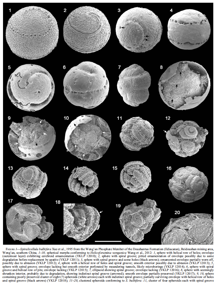 The Dragon's Tales: Possible Algal Origin and Life Cycle of Ediacaran ...