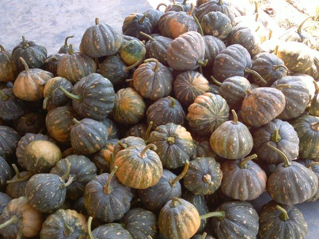 Penanam Labu Manis Raih Pendapatan RM30,000 Semusim - MY INFO BERITA