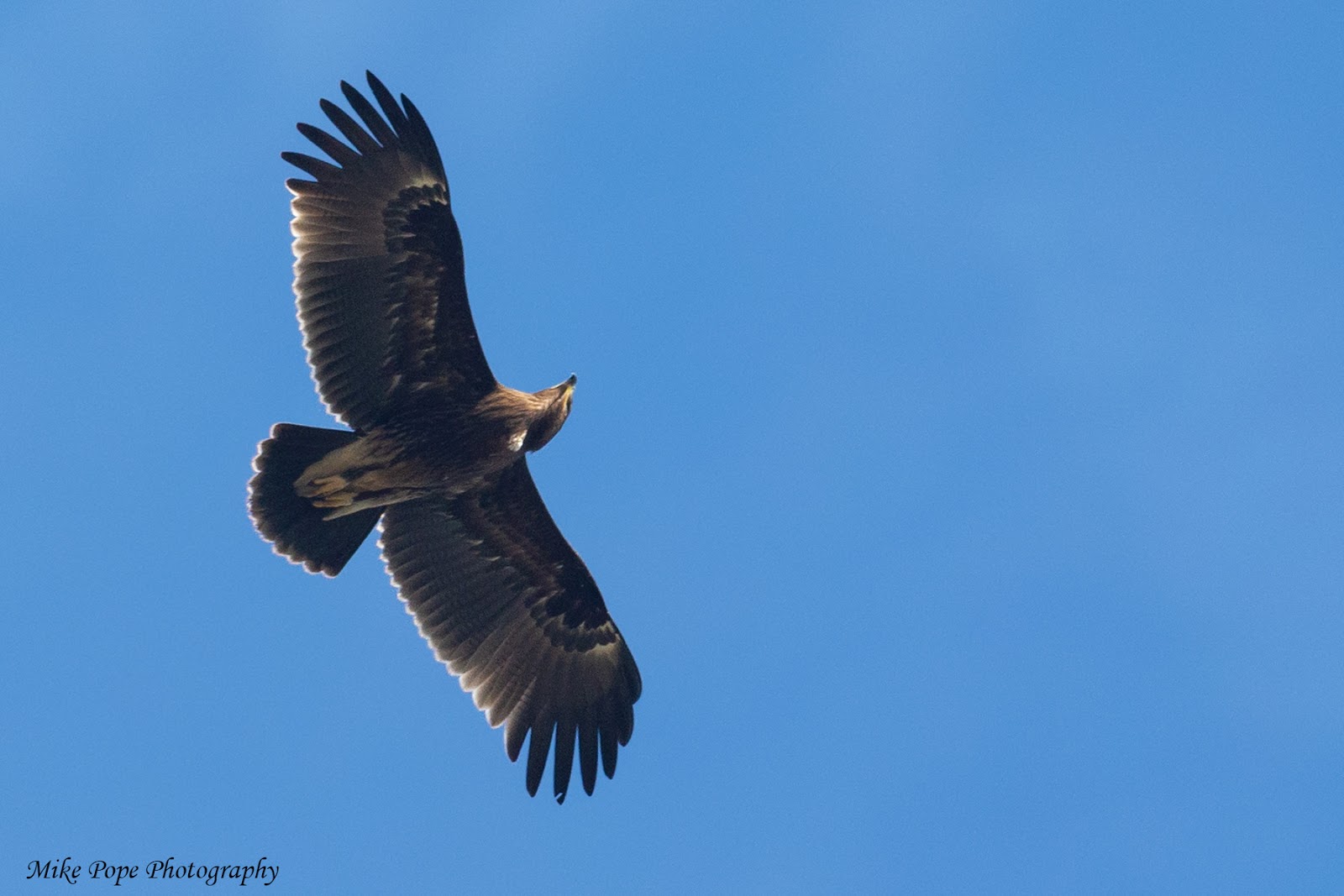Kuwait Birding: 2019
