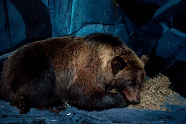 Walk on the wild side at the new Haltia Finnish Nature Centre