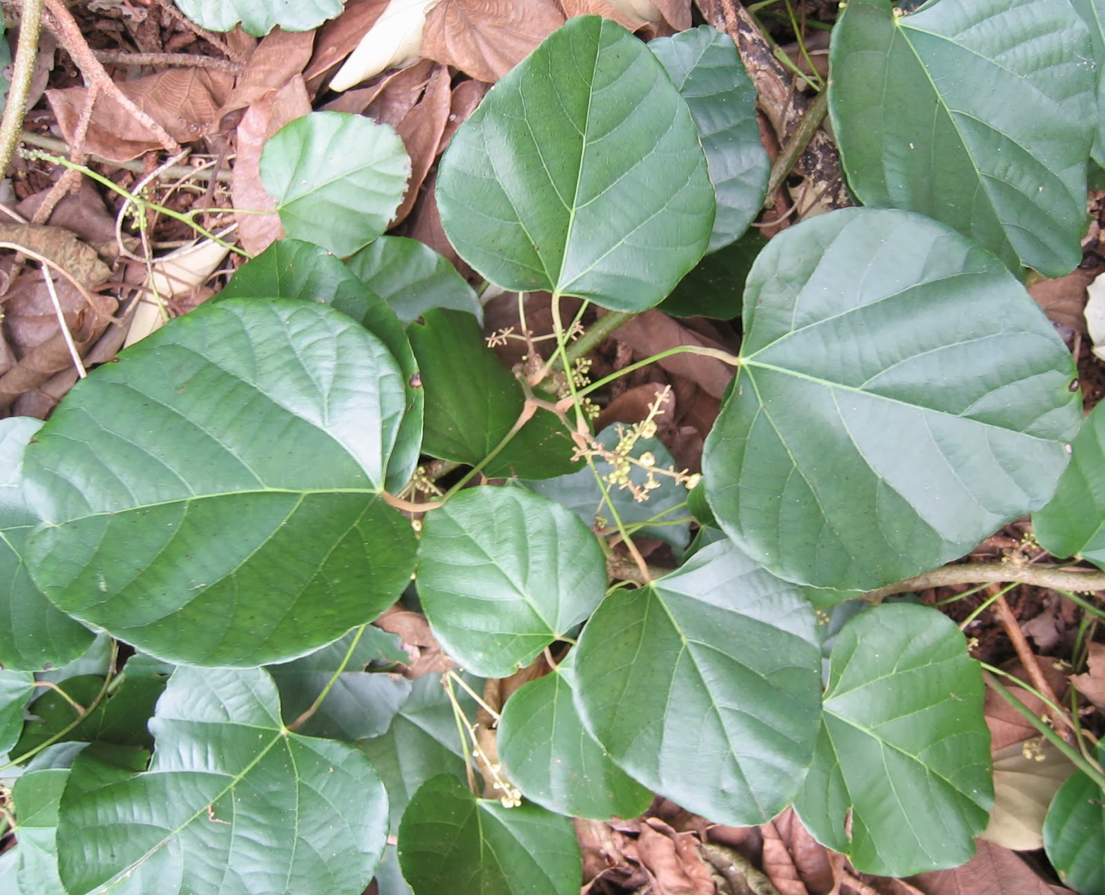 Curare; Extrato de Strychnos toxifera; Extrato de Strychnos castelnaei ...