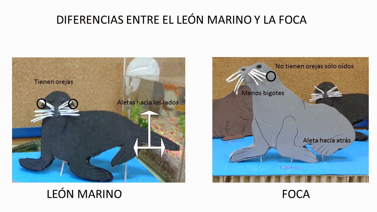 La Clase del Profe Pablo: aventuras y aprendizaje: MORSAS, FOCAS Y ...