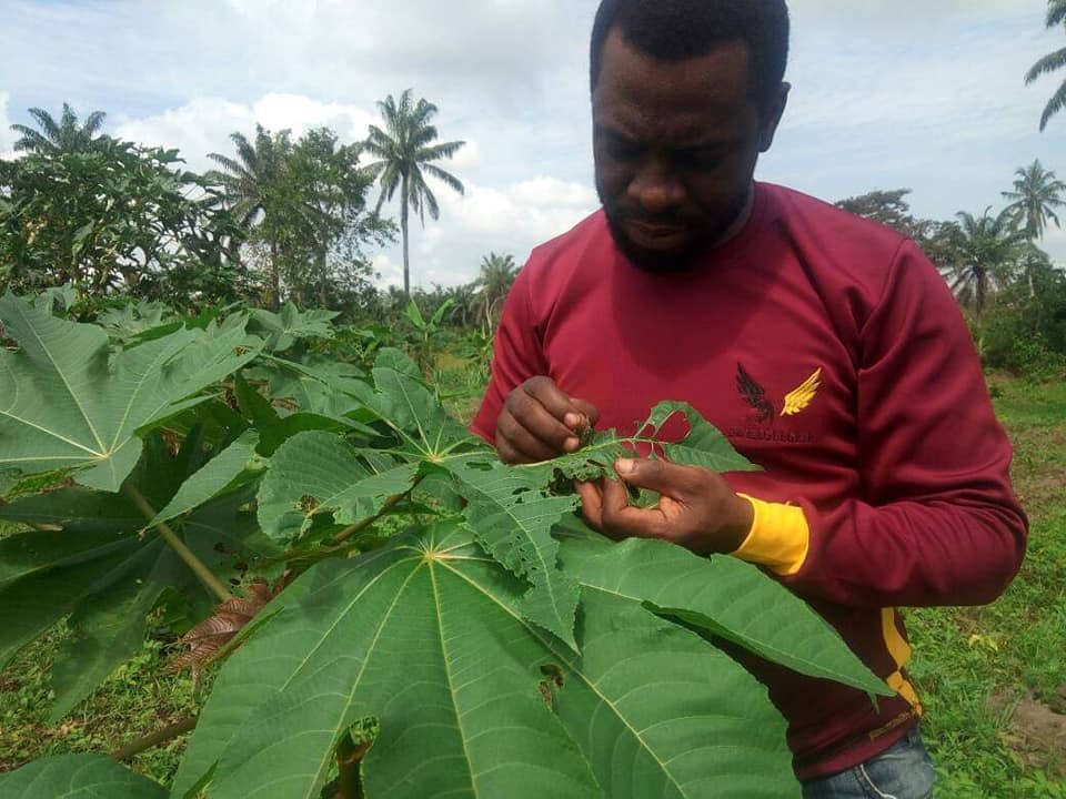 Tectono Business Review: INVEST IN CASTOR OIL SEED FARM: THE FASTEST ...