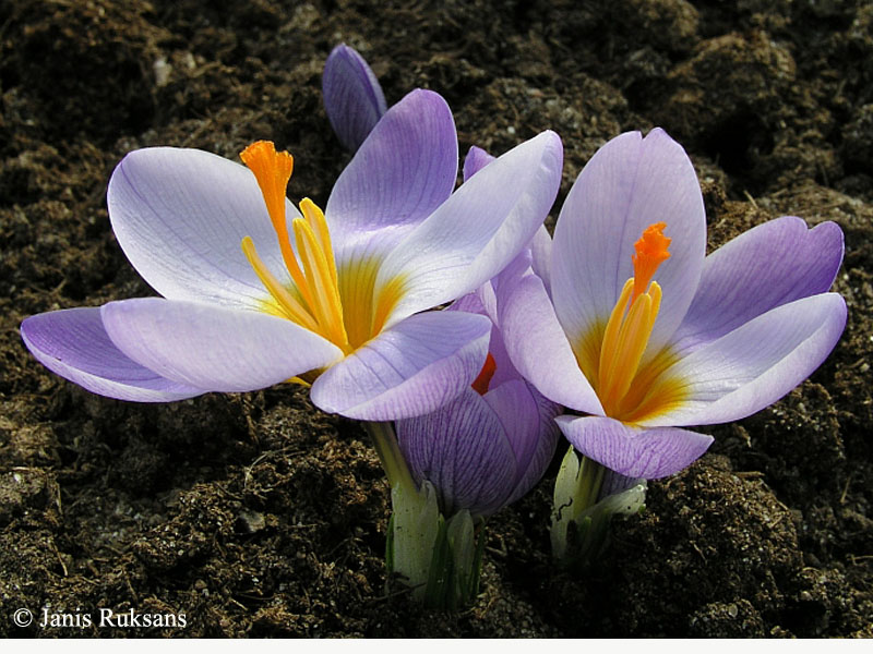 The Country Of Crocuses: Crocus sieberi subsp. sublimis (C. atticus ...