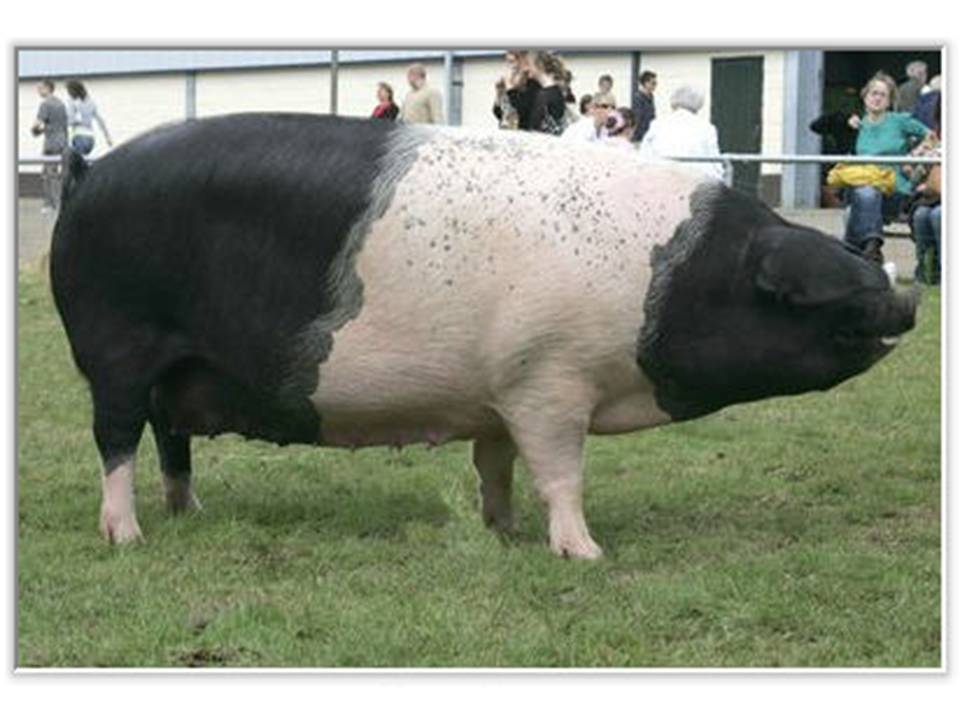 Melhoramento Animal: Padrão Racial de Suínos