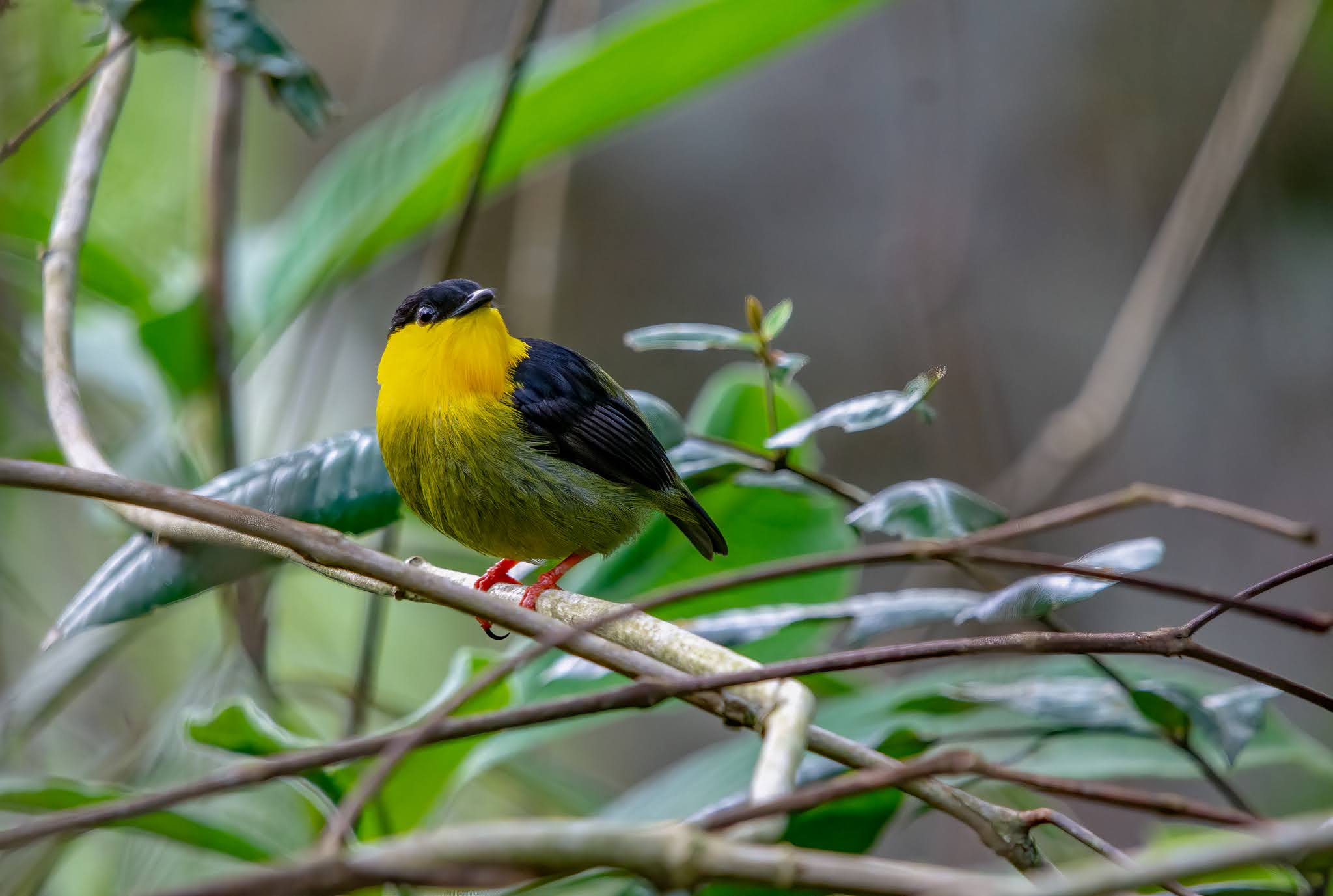 ESPECIES DE SALTARINES