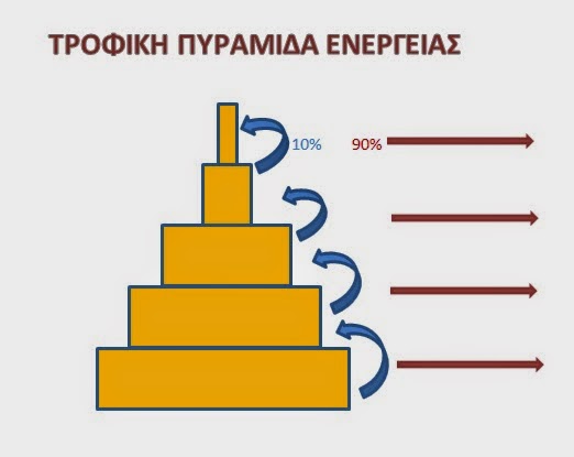 Η ΒΙΟΛΟΓΙΚΗ ΝΤΟΜΑΤΑ: ΑΣΚΗΣΗ ΜΕ ΤΡΟΦΙΚΕΣ ΠΥΡΑΜΙΔΕΣ