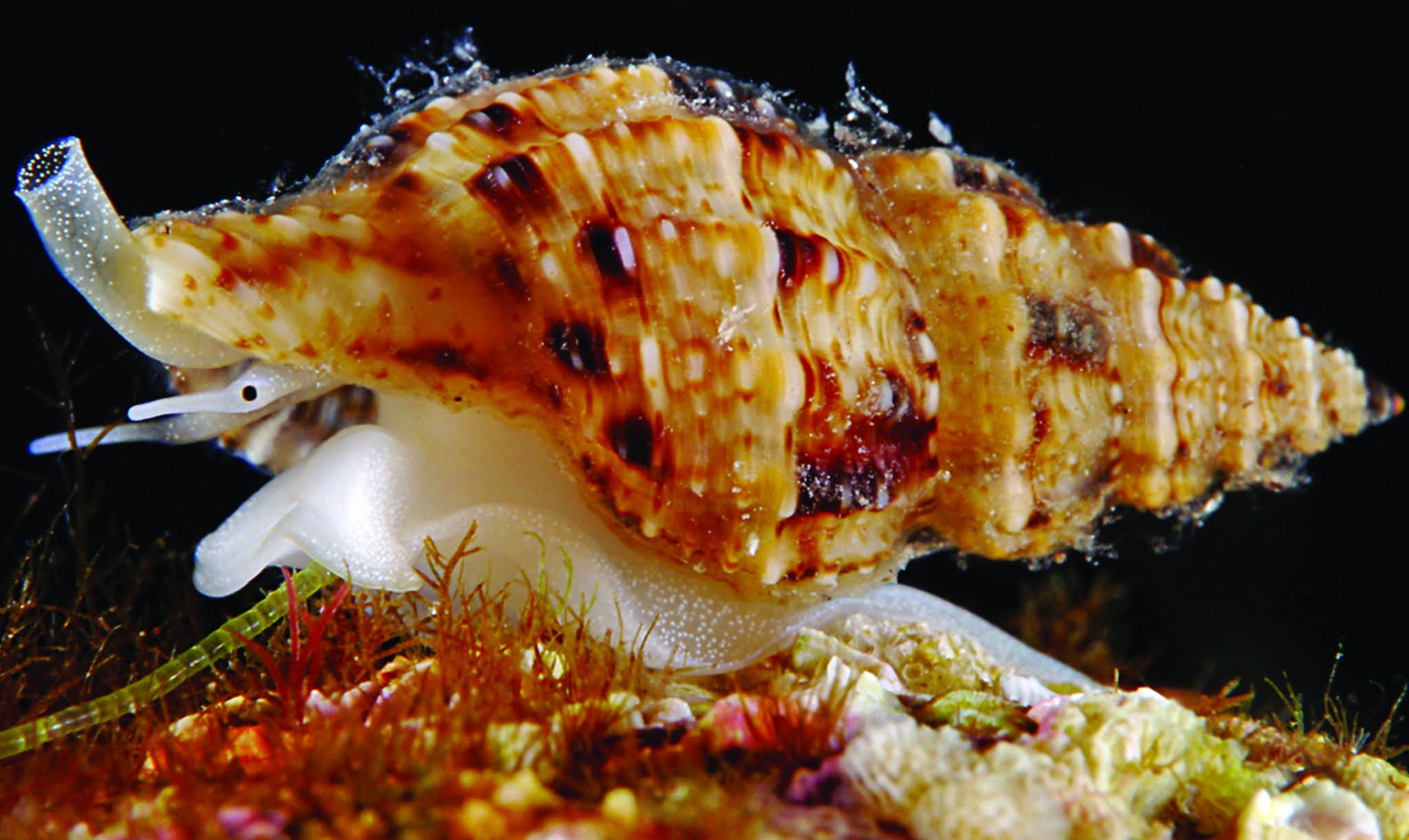 Species New to Science: [Mollusca • 2020] The Genus Leufroyia ...