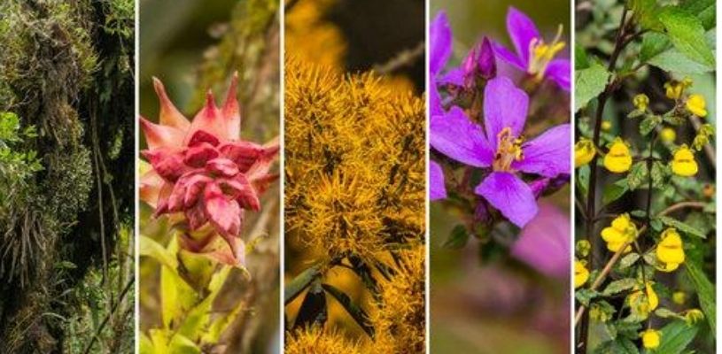 Parque Nacional del Manu: Parque nacional del Manu :)