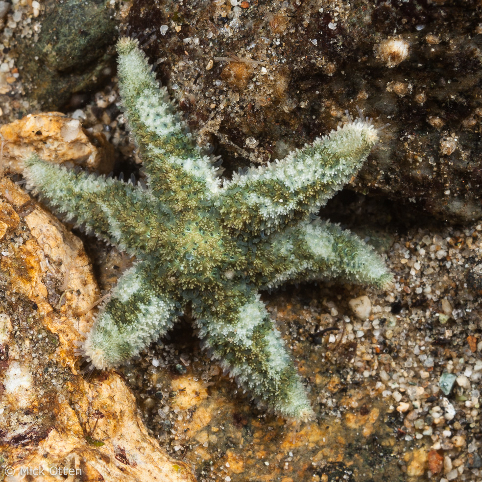 Mick's marine biology: Sea stars of Vancouver Island - part 3