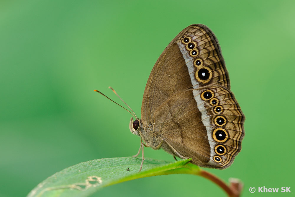 Butterflies of Singapore: Bush Browns of Singapore : Part 1