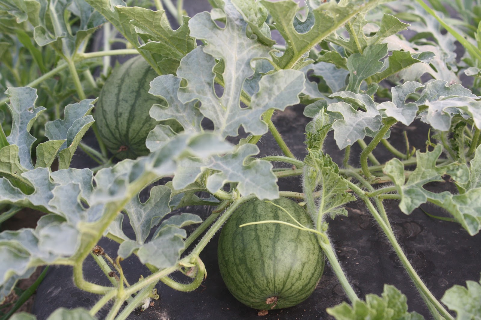 Wickham Farms CSA: 2012