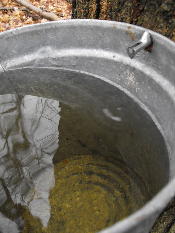 ~Whimsical Moon~: Learning about Maple Sap Collecting...