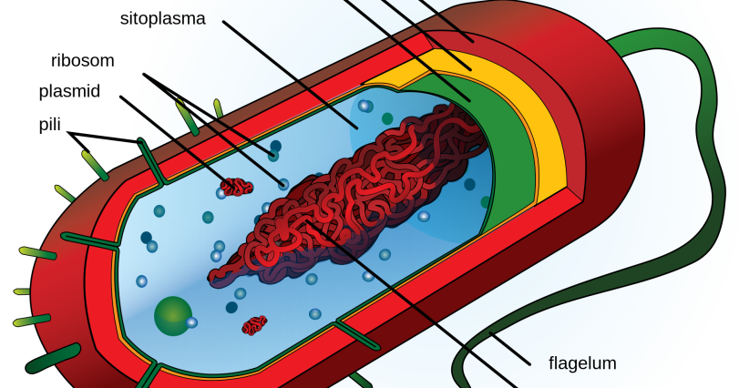 Mozainulasan: Contoh Soal Perbedaan Archaebacteria dan Eubacteria ...