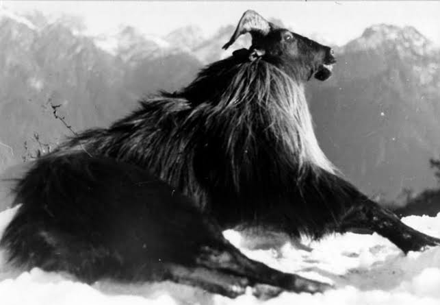 Sikkim flora and fauna