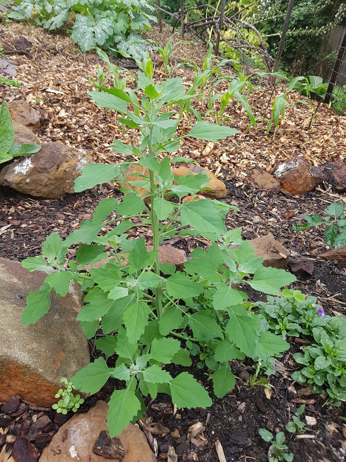 Weed of the Week: Fat Hen