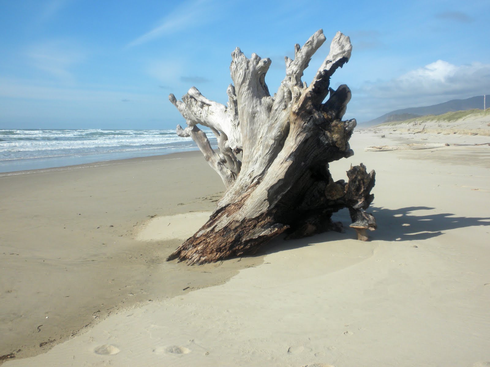 Saltair Station: The Old Tree and the Sea