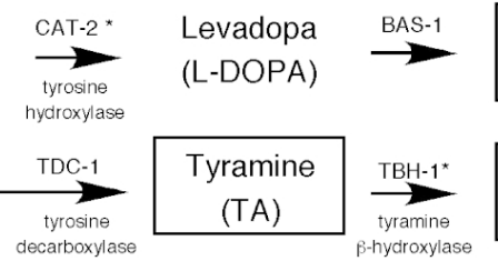 Help For Mood Disorders: TRACE AMINES IN BRAIN