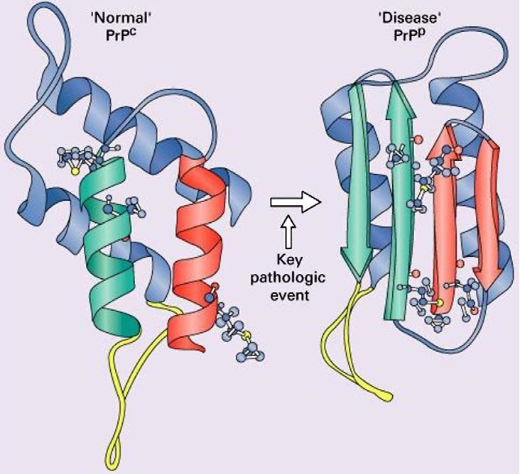 Misfolding struktur protein dan prions | Lantana Magenta Hermosa