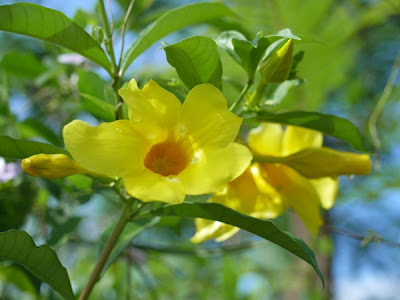 47+ Gambar Bunga Alamanda, Info Terpopuler!