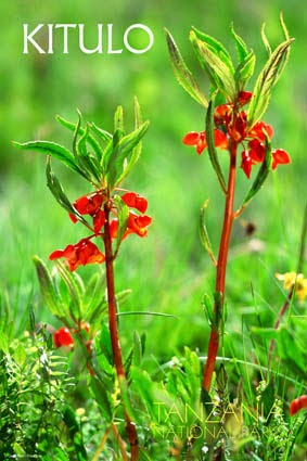 TZA TOURISM: KITULO PLATEAU NATIONAL PARK