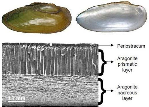 Hantu Laut: Biomineralisasi dan Proses Pembentukan Cangkang Moluska ...