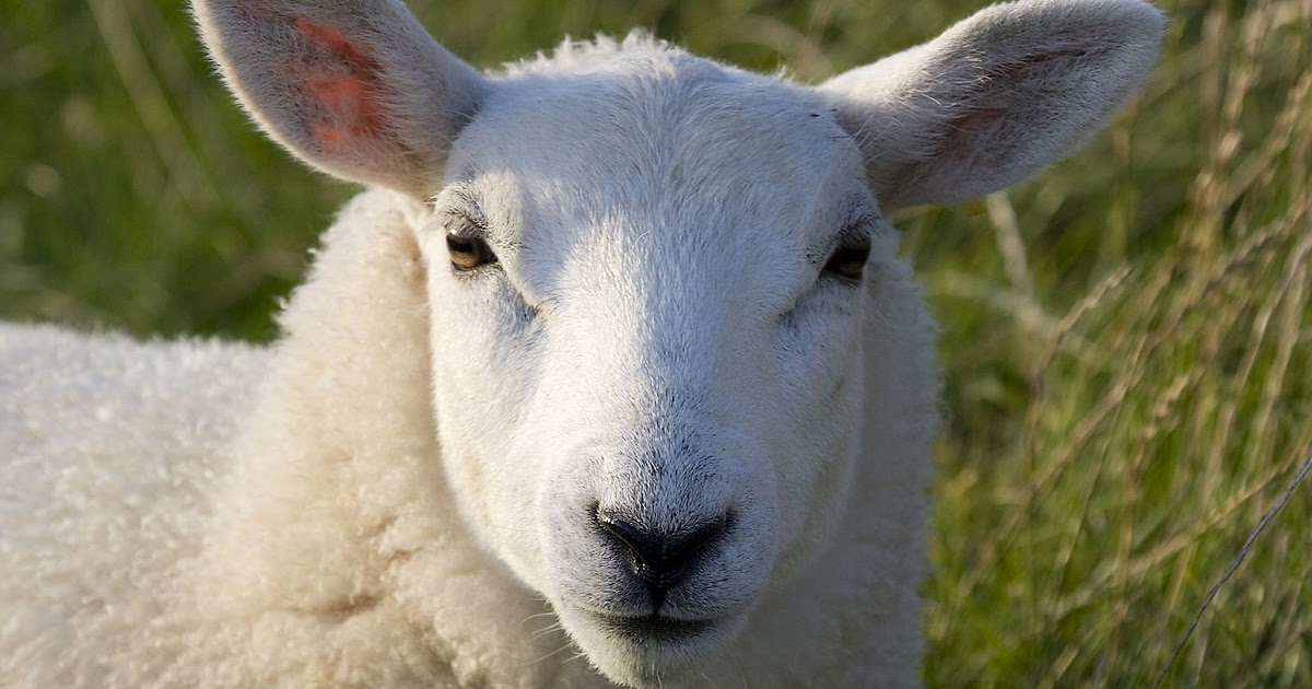 Mythology and Folklore UN-Textbook: Jamaica: Sheep and Rabbit