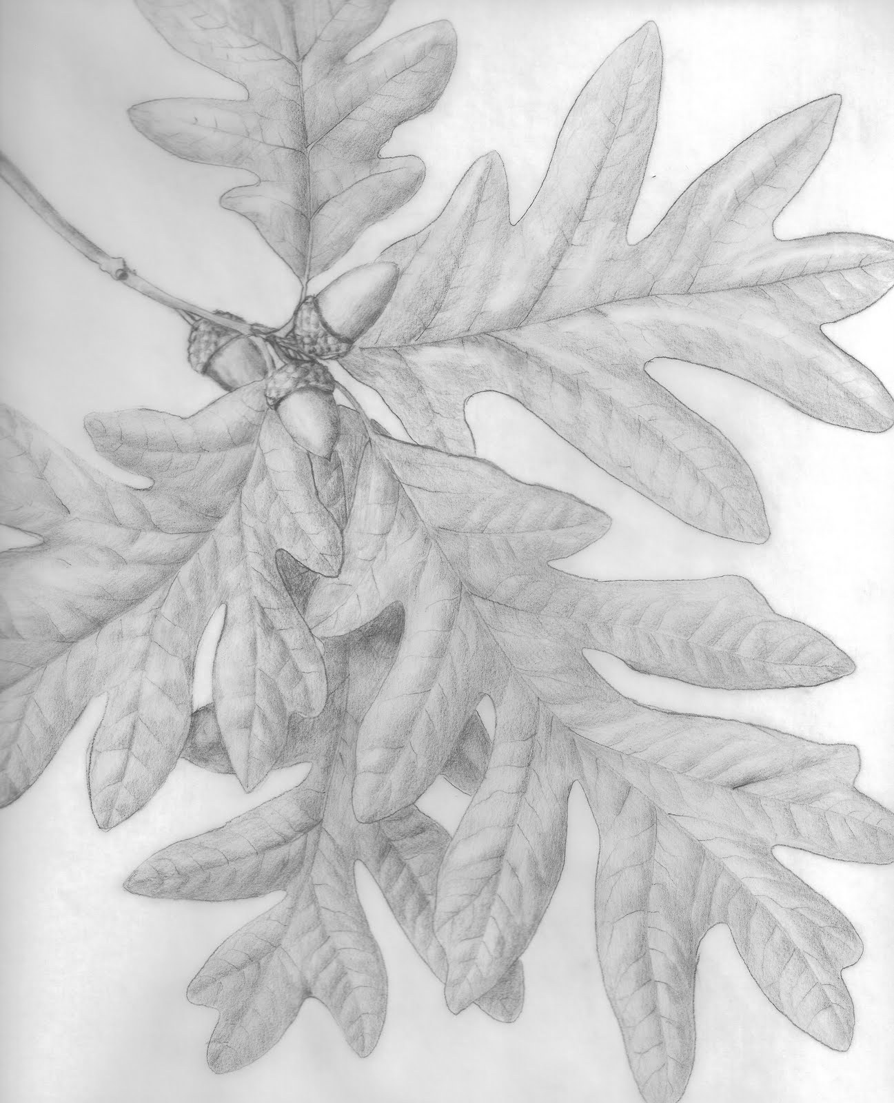 Holly's Daily Draw: Introducing Quercus alba