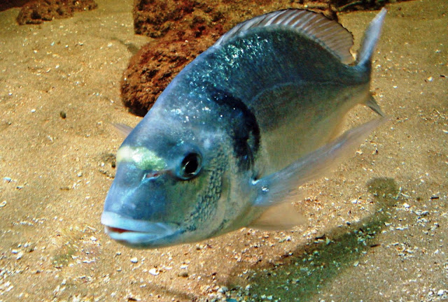 Faules i Contes d'Animals: ORADA (Sparus aurata)