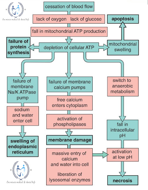 Step by Step pathophysiology of Cell injury in single page