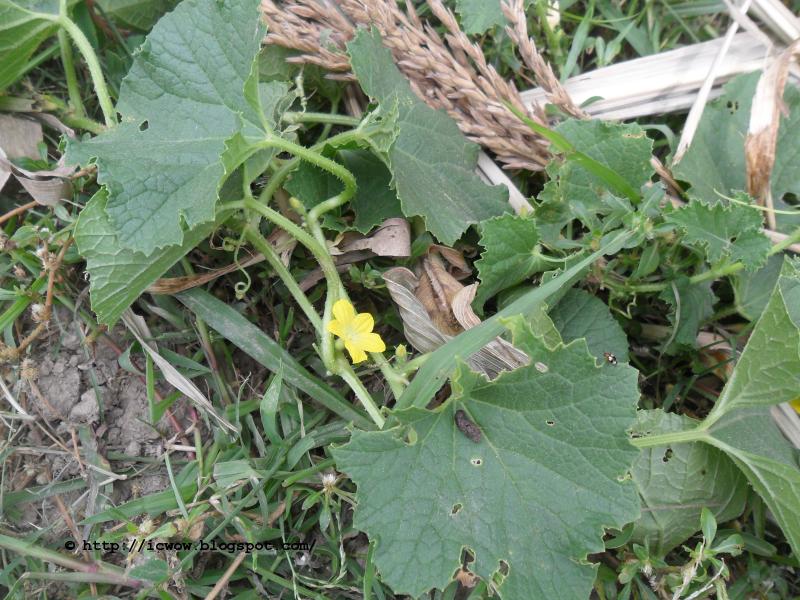 Shosha Ful(শশা ফুল) - Cucumis sativus