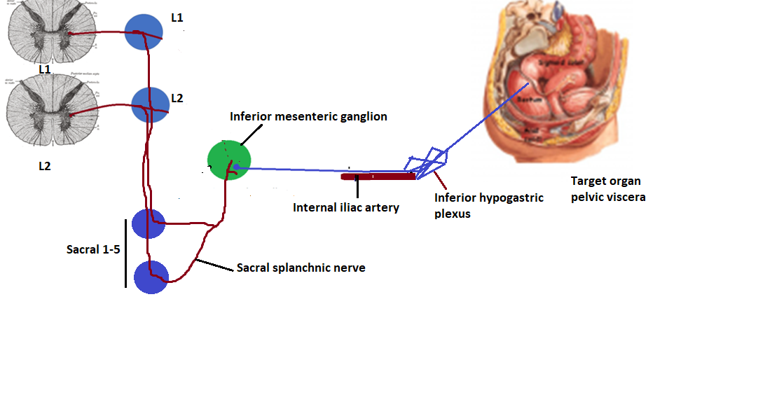 easyhumanatomy: Anatomy of Sacral splanchnic nerve