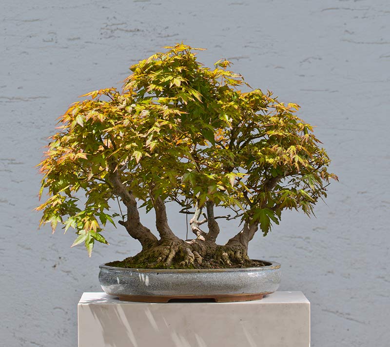 Walter Pall Bonsai Adventures: Japanese Maple #21 - second flush