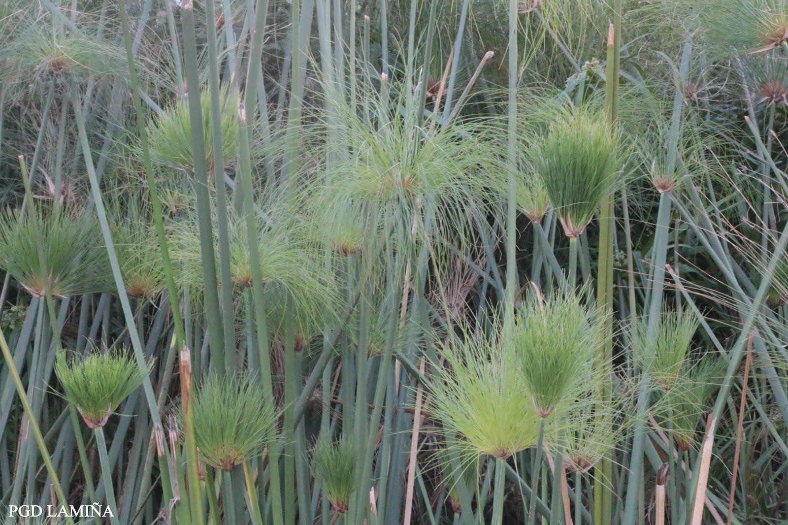 CYPERUS PAPYRUS, Cv. NANUS. papiro.