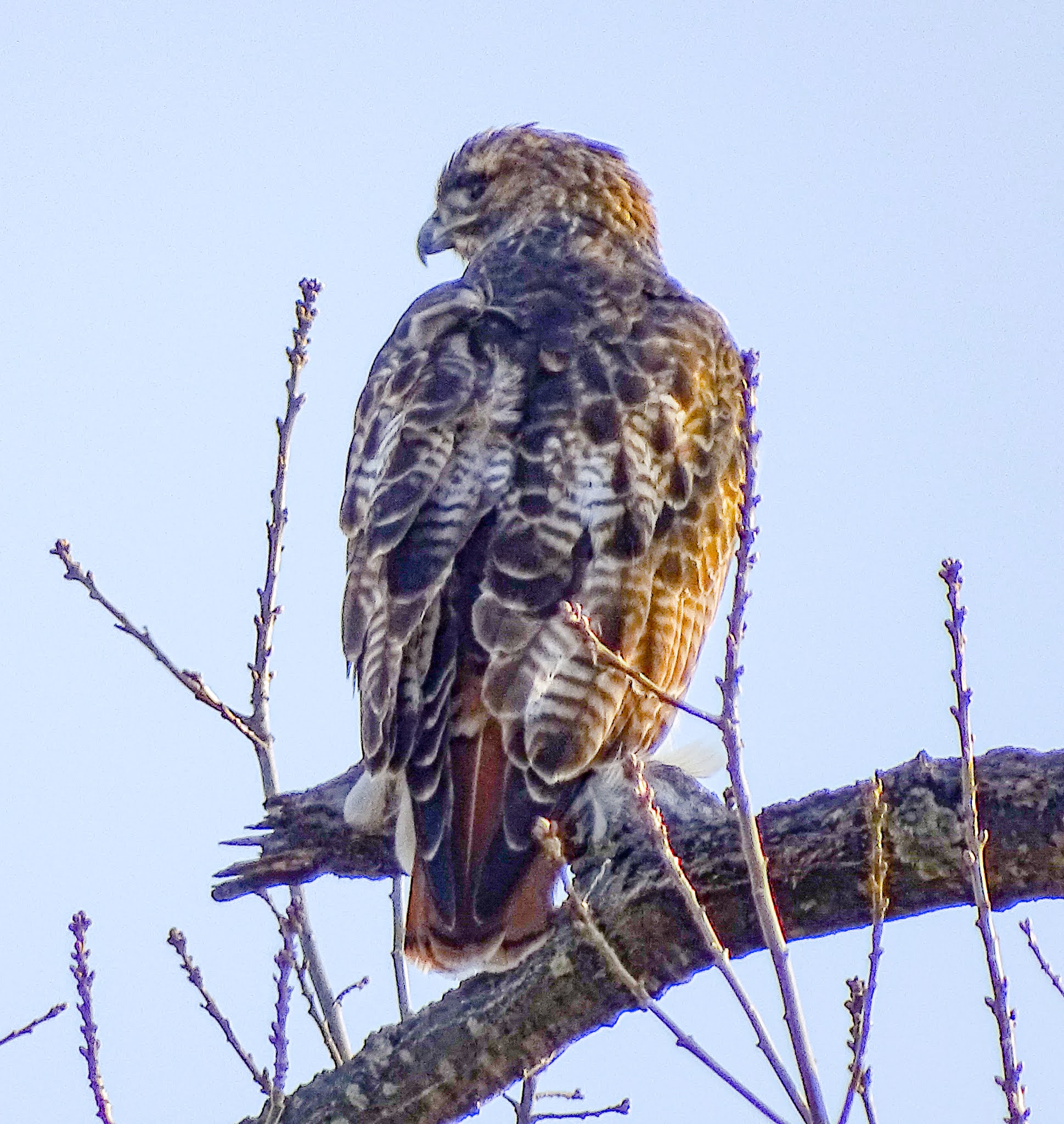 Laney's Texas Garden