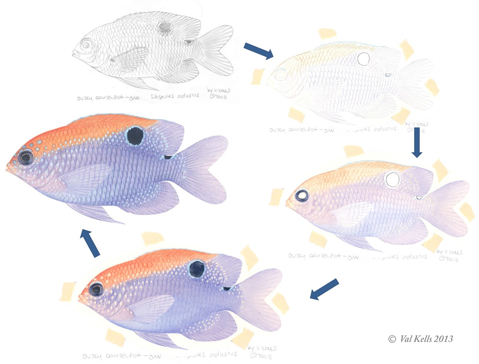 The Fisheries Blog: Q-n-A: Fish illustrator