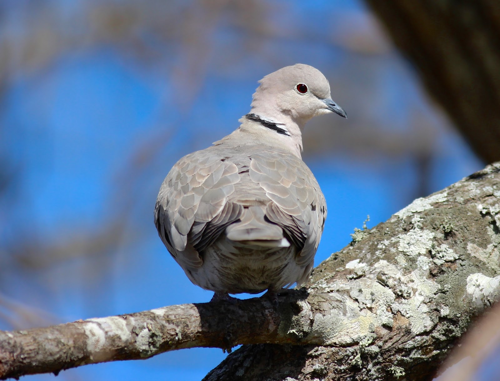 Photographicbirdlistomania: Eurasian Collared-Dove (Streptopelia ...