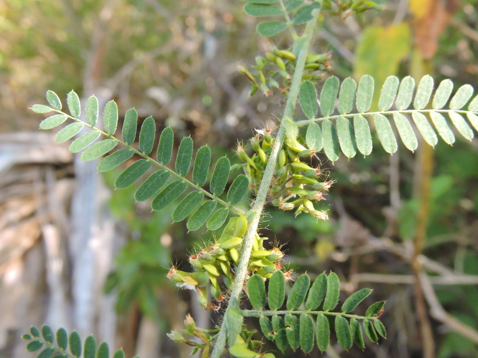 Fabaceae - Leguminosae no Brasil: Fabaceae - Ctenodon histrix (Poir.) D ...