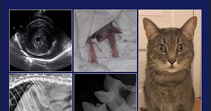 Feline Diagnostic Imaging